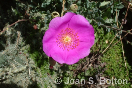 10 Great Succulents - Santa Barbara Garden Design - Joan S Bolton