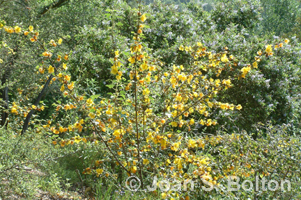 Fall Planting: Time for California Natives - Santa Barbara Garden ...