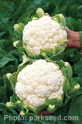 Fall Planting: Winter Vegetables - Santa Barbara Garden Design - Joan S ...