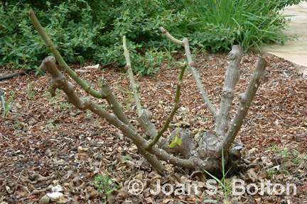 Time to Tend Those Roses + New Roses for 2011 - Santa Barbara Garden ...
