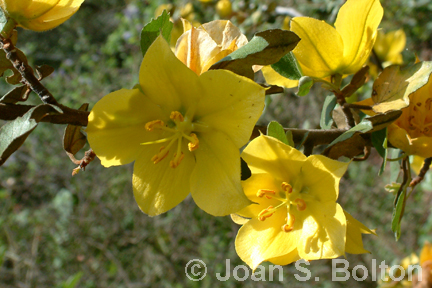 California Native Plant Week - Santa Barbara Garden Design - Joan S Bolton