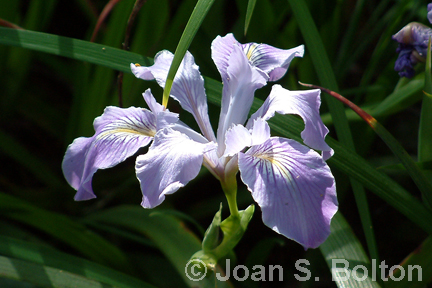 California Native Plant Week - Santa Barbara Garden Design - Joan S Bolton