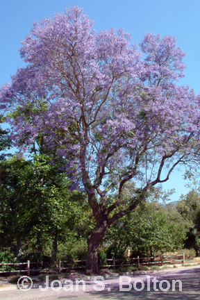 Fabulous Summer Shade Trees - Santa Barbara Garden Design - Joan S Bolton