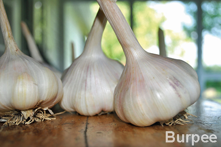 Garlic: The Stinking Rose - Santa Barbara Garden Design - Joan S Bolton