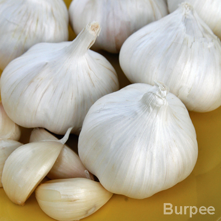 Garlic: The Stinking Rose - Santa Barbara Garden Design - Joan S Bolton