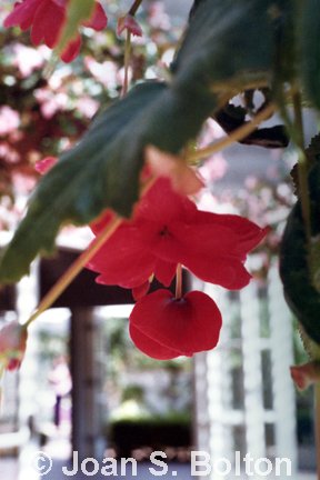 Planting Bulbs for Summer Blooms - Santa Barbara Garden Design - Joan S ...