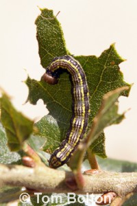 Oak Leaf Worms Are Defoliating My Oaks - Santa Barbara Garden Design ...