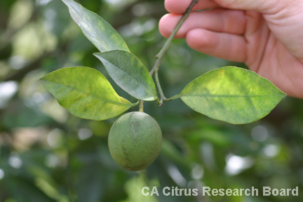 Citrus Under Siege: The Relentless Advance of Huanglongbing (HLB ...