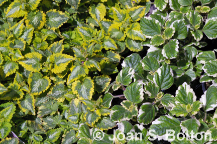 10 Nifty Shade Plants - Santa Barbara Garden Design - Joan S Bolton