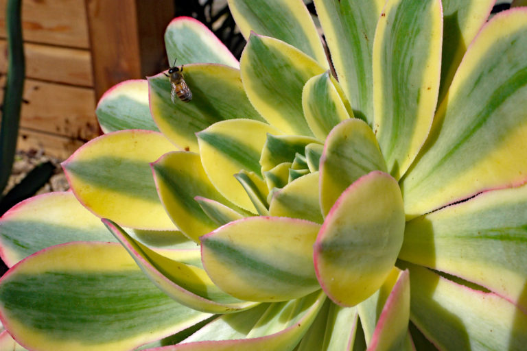 Succulent Garden - Santa Barbara Garden Design - Joan S Bolton