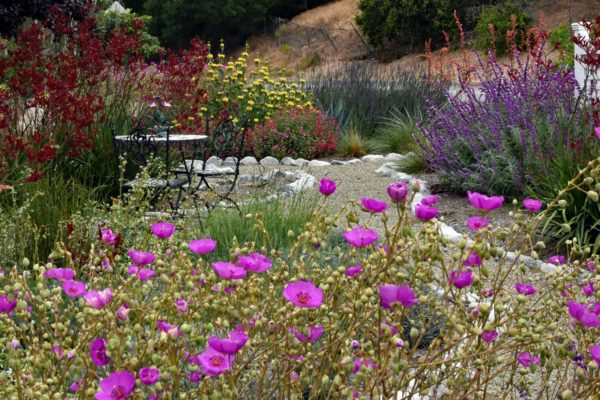 Waterwise Garden - Santa Barbara Garden Design - Joan S Bolton